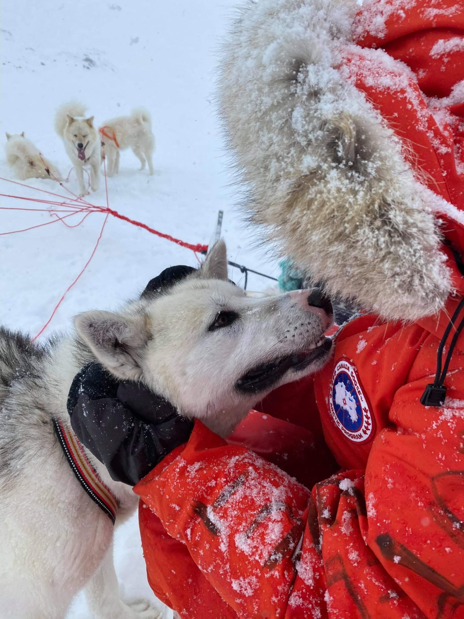 Dog Sled Adventure Tour - Backcountry Greenland